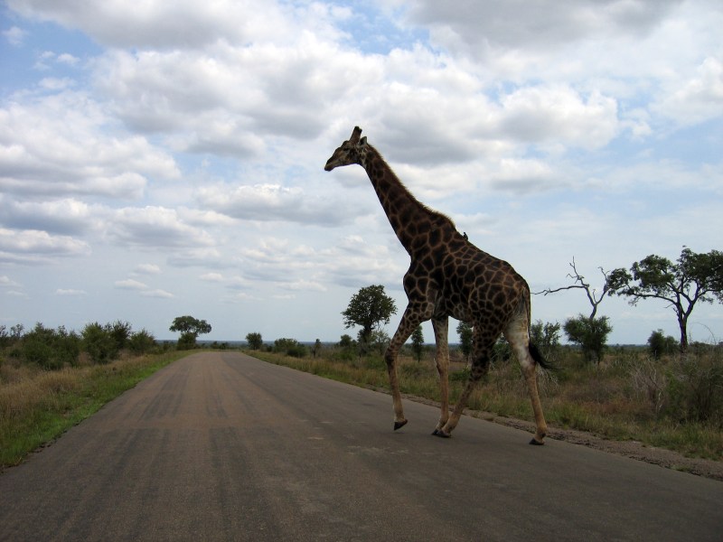 Street Giraffe: Experiments with Truth | Pathways in Nonviolent ...