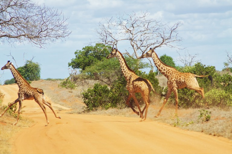 About | Street Giraffe: Experiments with Truth